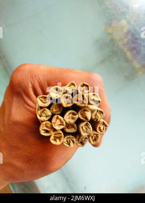 Close up of Mini cigar or mini cigarette or bidi or beedi isolated on ...