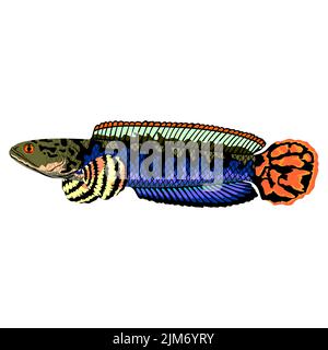 A colorful channa fish isolated on a white background Stock Vector ...