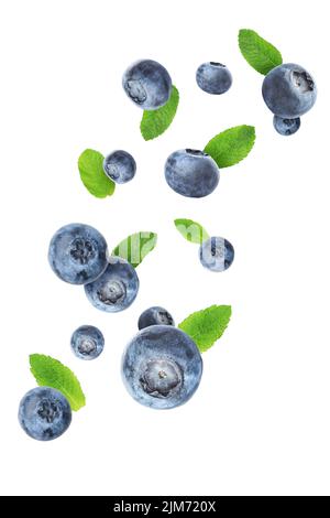 Many flying blueberries on white background Stock Photo - Alamy