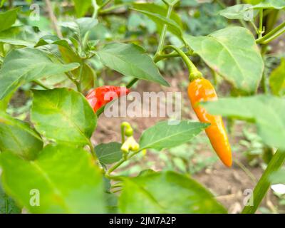 lombok cabai plants that bear fruit. bright and attractive Stock Photo ...