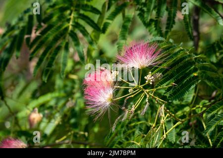 pink flower of the Acacia tree of Constantinople Stock Photo - Alamy