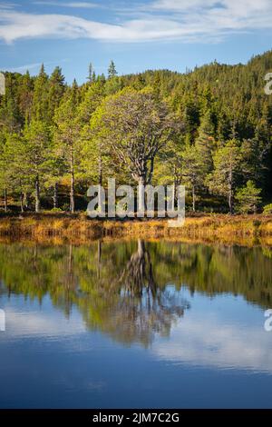 Beautiful sunny day in Bymarka forest area near Trondheim, Norway. View ...