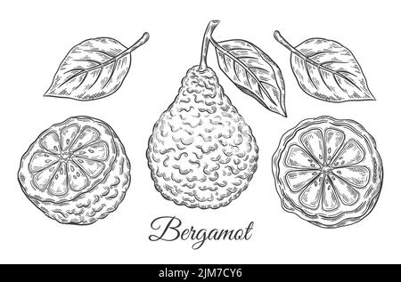 Bergamot orange fruit, tropical exotic food, vector isolated icon ...