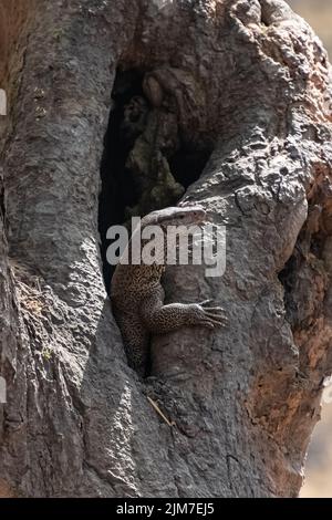 Bengal monitor, Varanus bengalensis, lizard hidden in a hole on a tree ...