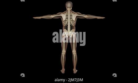 A 3D realistic visualization of circulatory system, skeleton and a ...