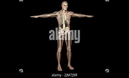 A realistic 3D graphic visualization of the skeleton of a human body ...