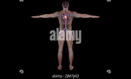 3d visualization of circulatory system, skeleton and digestive system ...