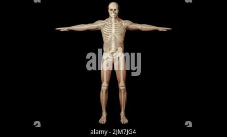 A 3D realistic visualization of the bones in human body - anatomy of a ...
