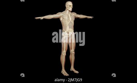 A 3D realistic visualization of the bones in human body - anatomy of a ...