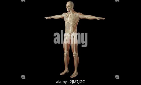 A 3D realistic visualization of the bones in a human body with skin ...