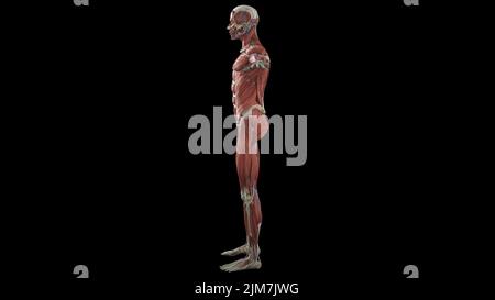 A realistic 3D graphic visualization of the skeleton of a human body ...