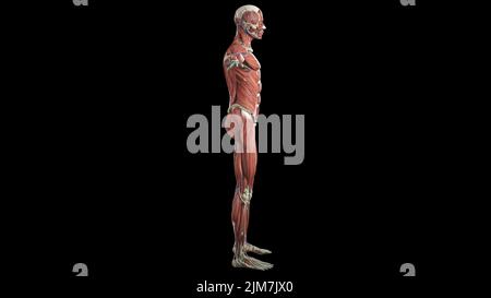 A 3d visualization of muscles in a human body with arms spread sideward ...