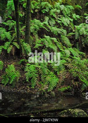 Arroyo de El Cedro. El Cedro forest, La Gomera, Canary Islands, Spain ...