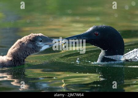 A closeup of two loons together holding something with their beak ...