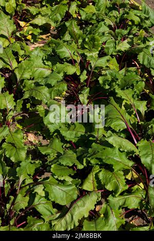 Early sowing crop of Beetroot boltardy beta vulgaris plants growing in ...