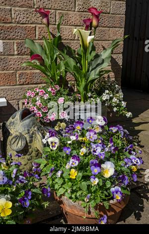 Pots with colorful flowers - pansies in greenhouse Stock Photo - Alamy