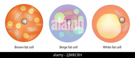 Brown adipocyte beige adipocyte white adipocyte vector illustration eps ...