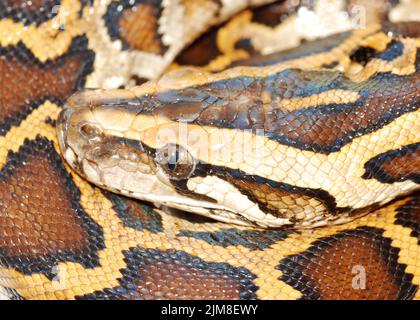 Close up of the head of the boa constrictor non-venomous snake in the ...