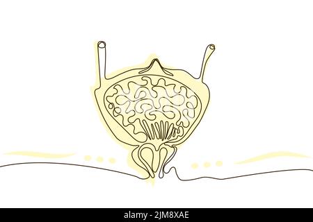 Bladder Hand drawn icon continuous line drawing. Human organs Creative ...