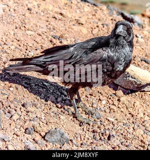 Raven At Caldera de Taburiente La Palma Spain Stock Photo - Alamy