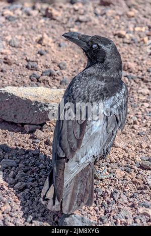 Raven At Caldera de Taburiente La Palma Spain Stock Photo - Alamy