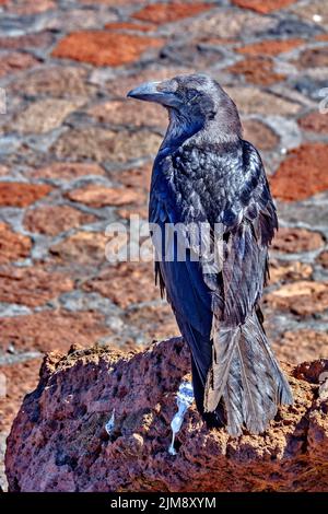 Raven At Caldera de Taburiente La Palma Spain Stock Photo - Alamy