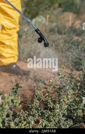 Selective focus shot of the moment the plants are sprayed Stock Photo ...