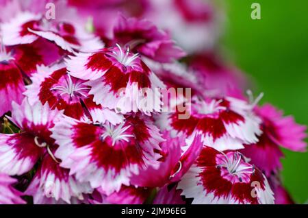 bright bouquet of carnations Stock Photo - Alamy