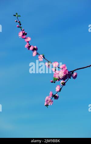 Gorgeous pink sakura Stock Photo - Alamy