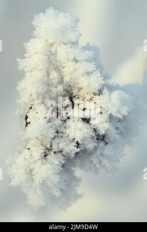 frozen abstract tree branches and plants in winter snow - aged photo ...
