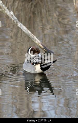 Rare winter visitor, a male Northern Pintail (Anas acuta) at preening ...