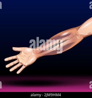 Radius bone anatomy, illustration Stock Photo - Alamy