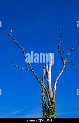 Dead tree with branches isolated on white background and have clipping ...