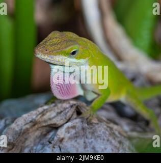 Wild gecko in North Carolina signaling for a mate Stock Photo - Alamy