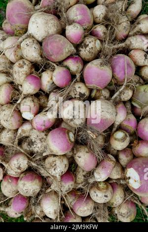 Turnip, Brassica rapa subsp. rapa, harvesting a mature vegetable Stock ...