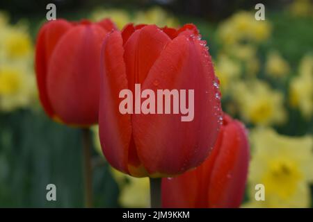 The first flowers of spring, Sainte-Apolline, Quebec, Canada Stock ...