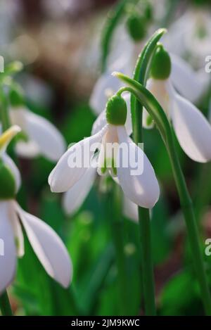 Gentle White Snowdrop also Known as Galanthus flowers. Close up of ...