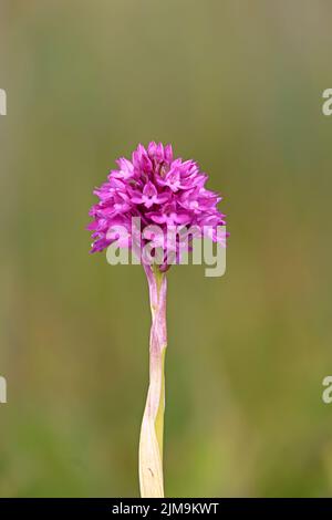 Pyramidal Orchid Minera Quarry near Wrexham Wales UK Stock Photo - Alamy