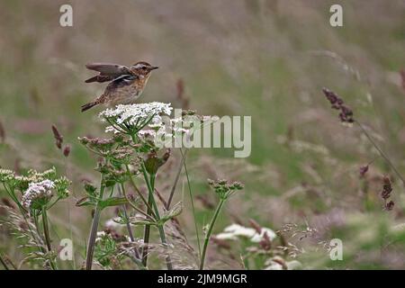 Juvenile Whinchat on an Umbellifer Minera Quarry near Wrexham Wales UK ...