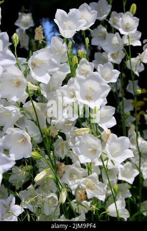 Campanula carpatica, Harebell Stock Photo - Alamy