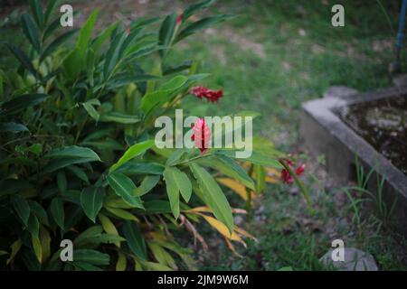 A shallow focus shot of red gingers with green leaves in daylight in a ...