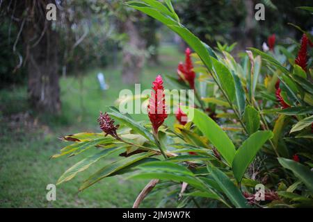 A shallow focus shot of red gingers with green leaves in daylight in a ...