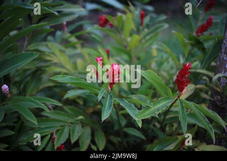 A shallow focus shot of red gingers with green leaves in daylight in a ...