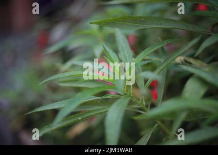 A shallow focus shot of red gingers with green leaves in daylight in a ...
