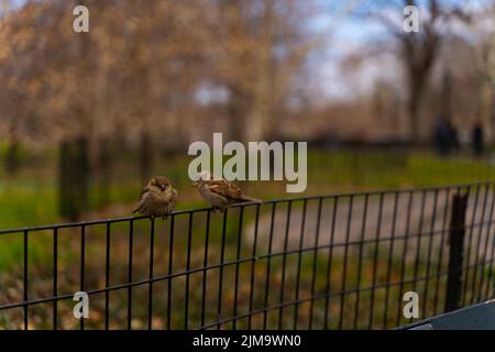 Cute Bird In Central Park Chilling On A Rock Stock Photo - Alamy