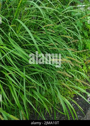 A Kush plant considered sacred in India Stock Photo - Alamy