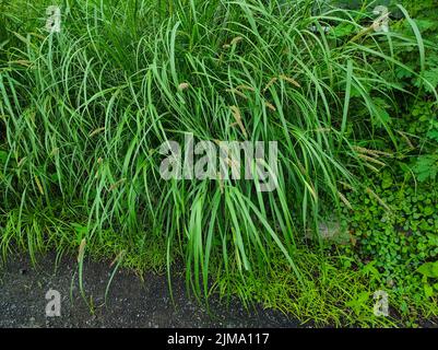 A Kush plant considered sacred in India Stock Photo - Alamy