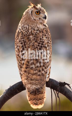 A selective focus view of an Eurasian eagle-owl with open beak from ...