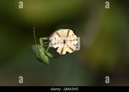 Immature common green shield bug Stock Photo - Alamy
