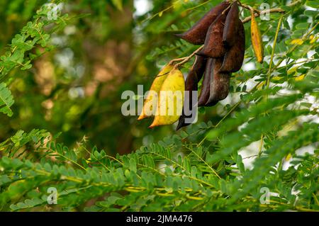 Secang, Sappan tree, Caesalpinia sappan Linn seeds Stock Photo - Alamy